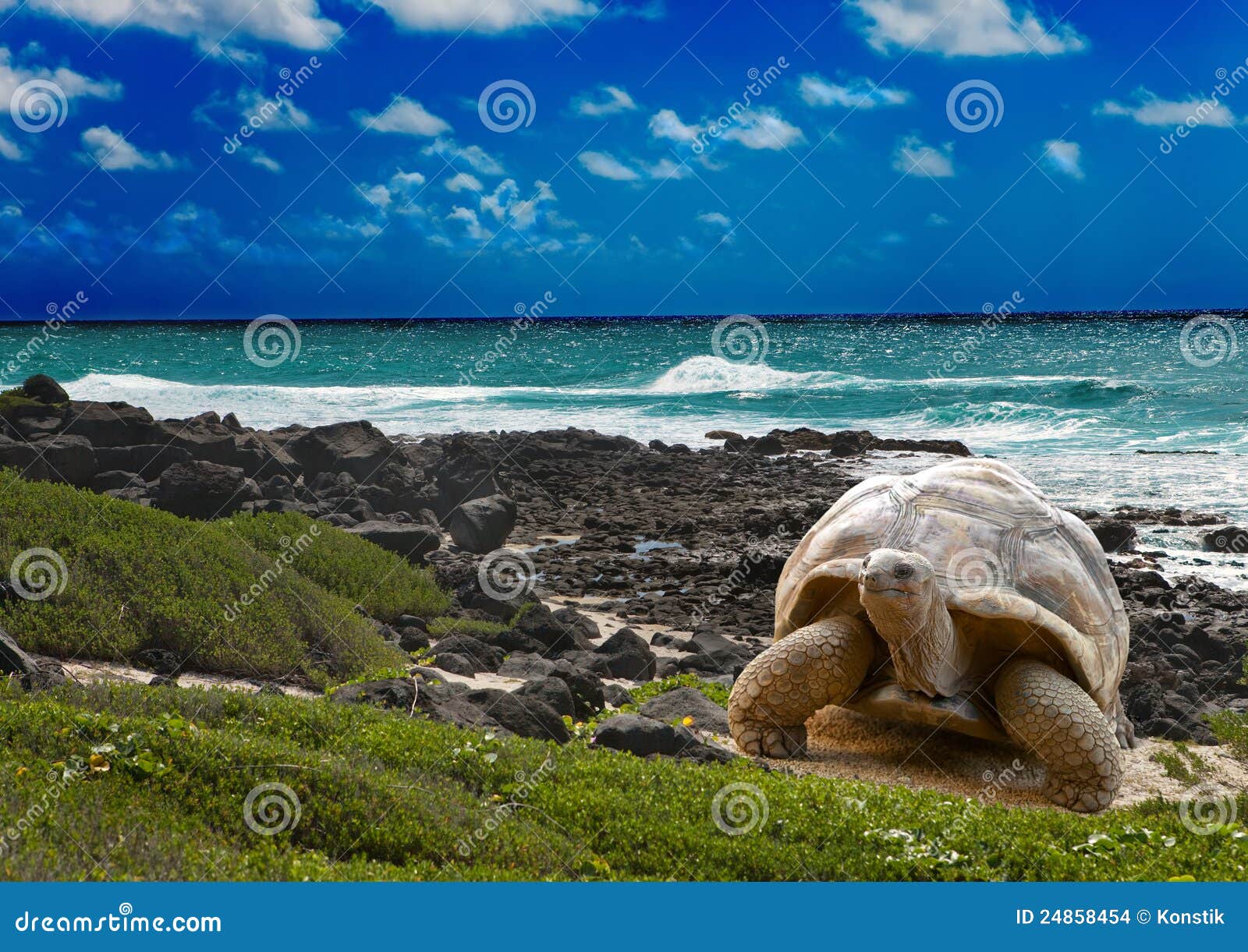 Large Turtle at the Sea Edge.tropical Landscape Stock Photo - Image of ...