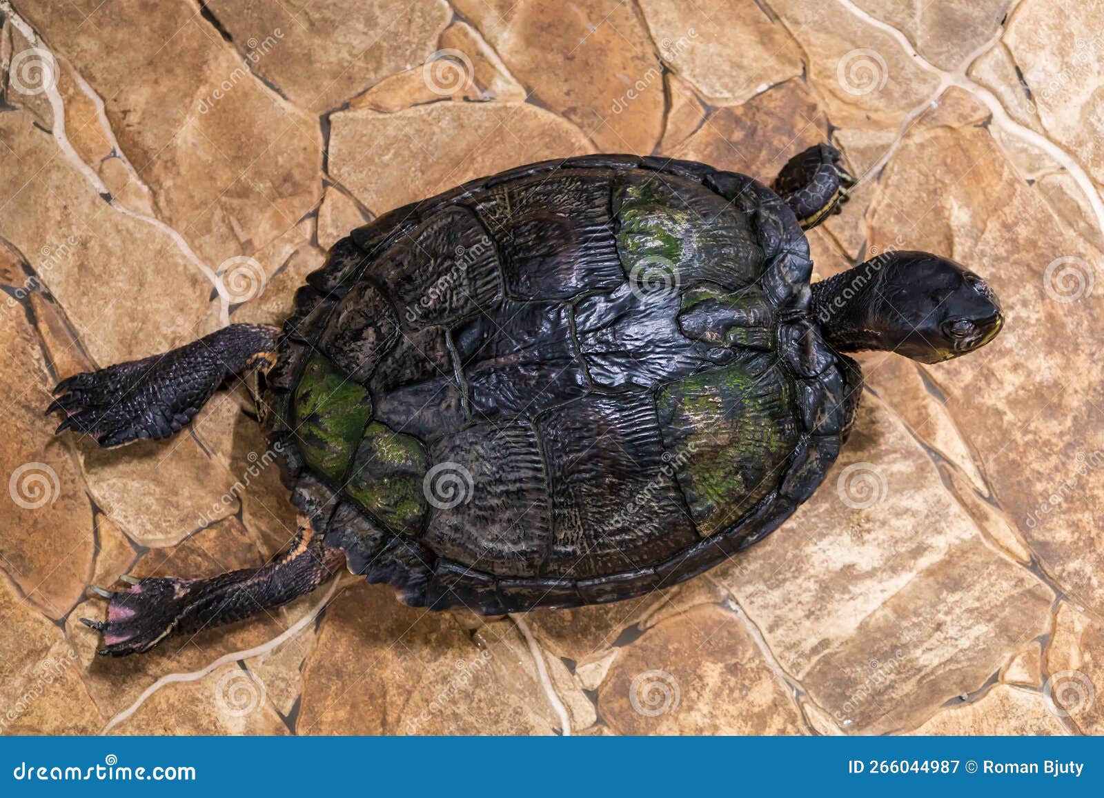 A Large Turtle with a Shell. the Turtle Has a Body Outside the Shell ...