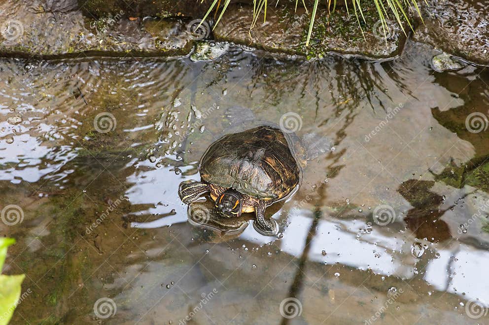 A Large Turtle with a Shell. the Turtle Has a Body Outside the Shell ...