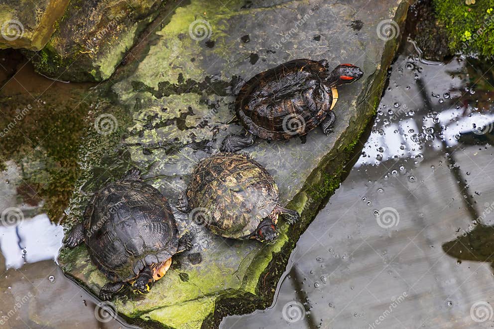 A Large Turtle with a Shell. the Turtle Has a Body Outside the Shell ...