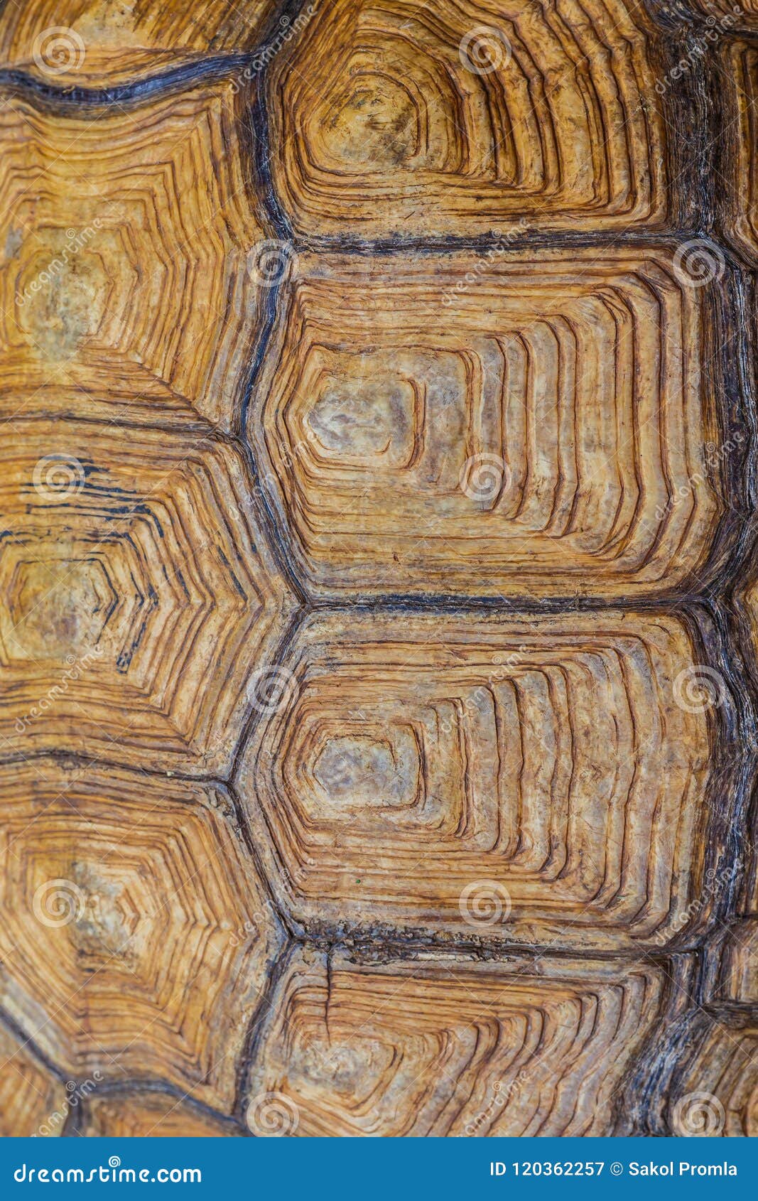 Large Turtle Shell Texture Beautiful Stock Image - Image of geometric ...