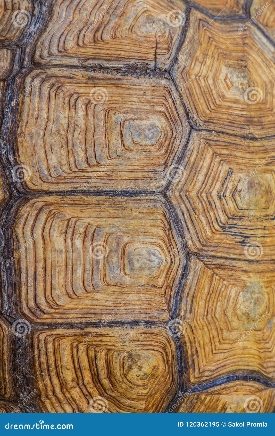 Large Turtle Shell Texture Beautiful Stock Image - Image of horizontal ...