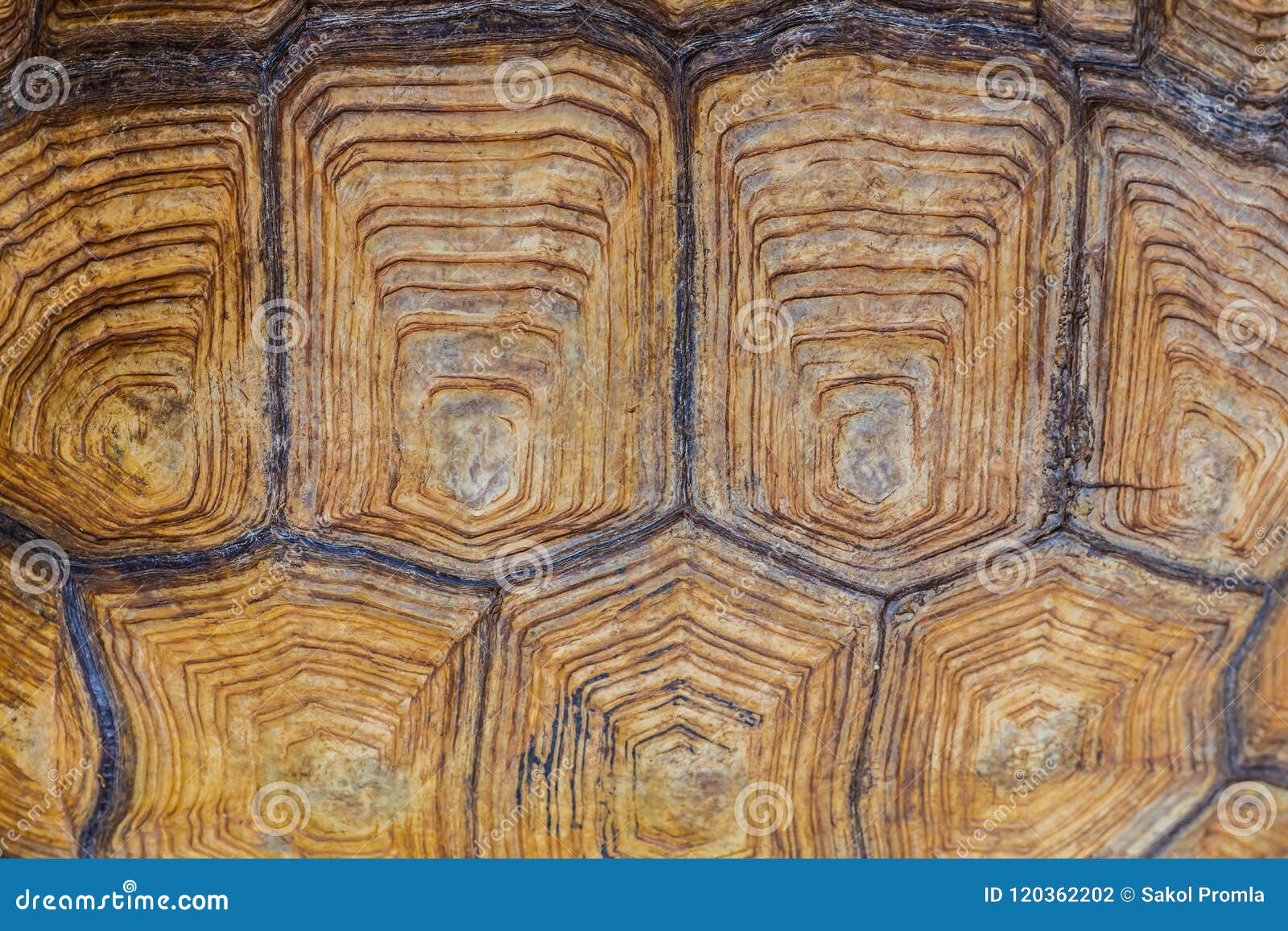 Large Turtle Shell Texture Beautiful Stock Photo - Image of large, hard ...