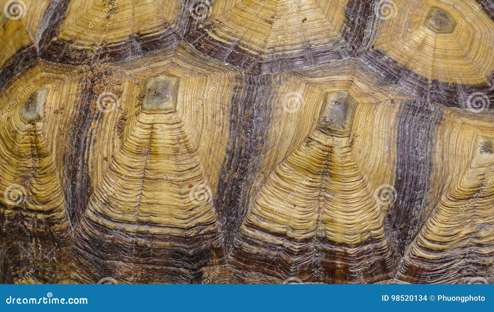 Large turtle shell texture stock photo. Image of protection - 98520134