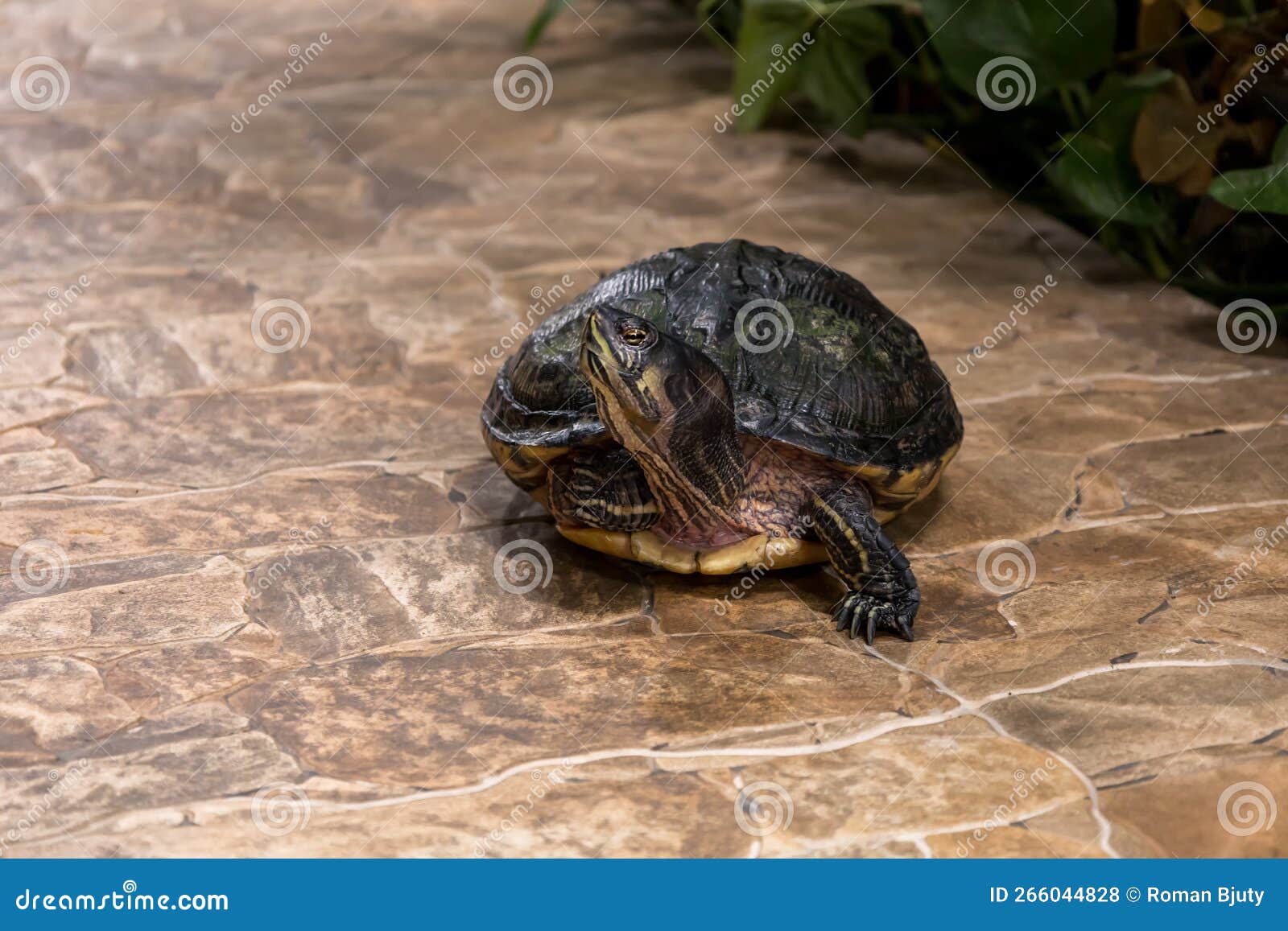 A Large Turtle with a Shell. the Turtle Has a Body Outside the Shell ...
