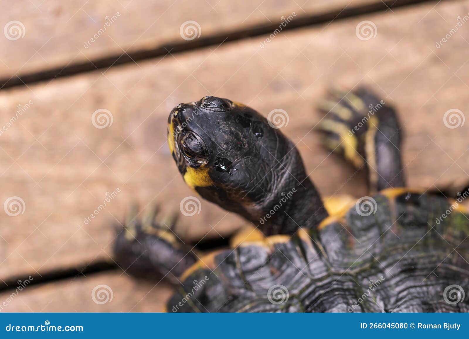A Large Turtle with a Shell. the Turtle Has a Body Outside the Shell ...