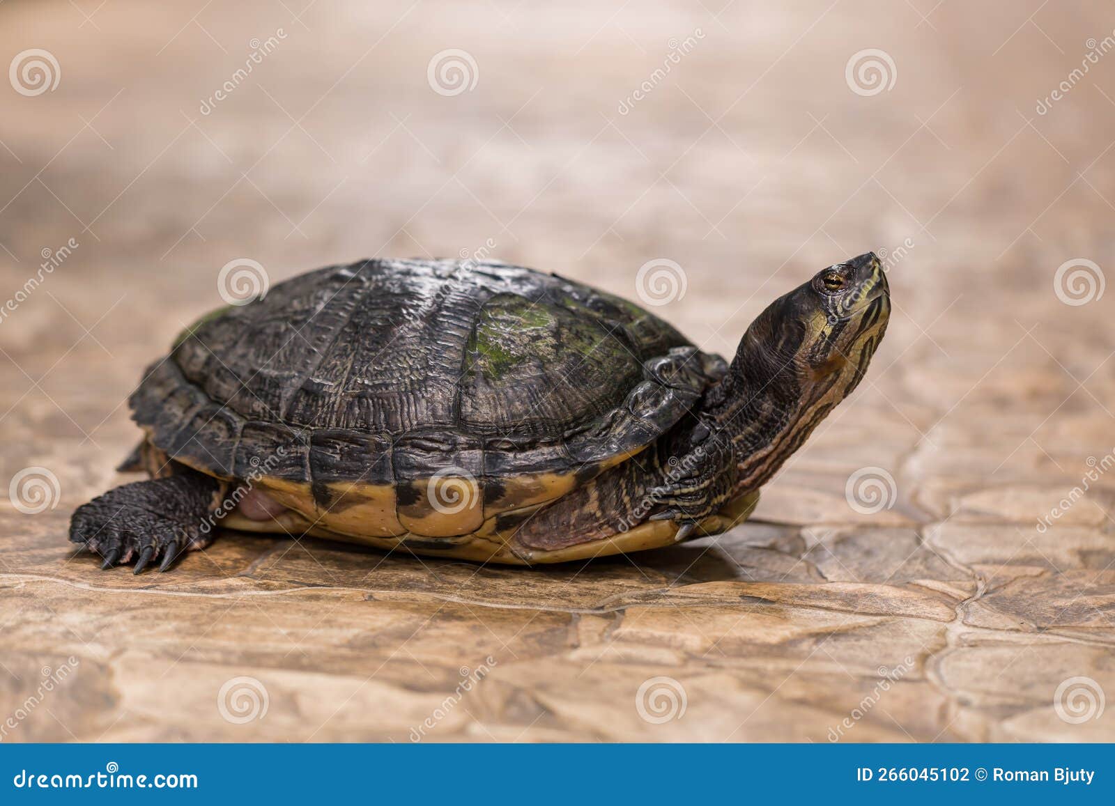 A Large Turtle with a Shell. the Turtle Has a Body Outside the Shell ...