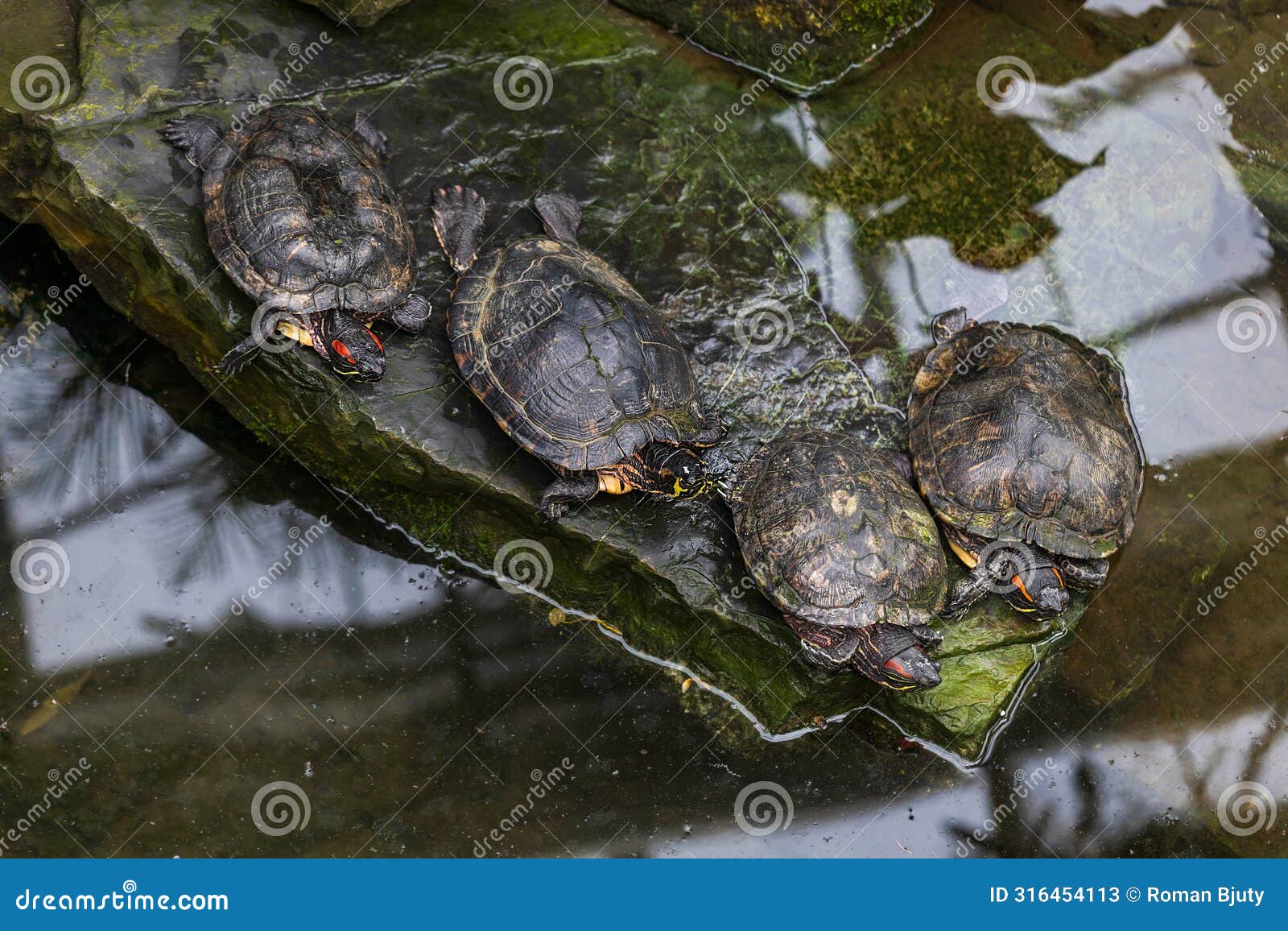 A Large Turtle with a Shell. the Turtle Has a Body Outside the Shell ...