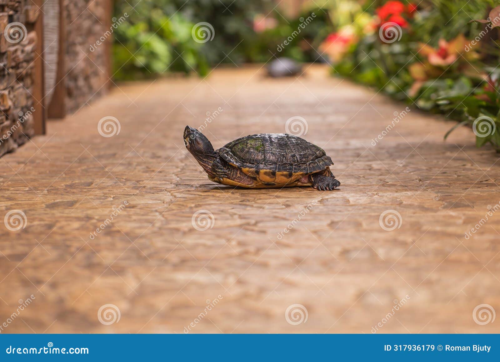 A Large Turtle with a Shell. the Turtle Has a Body Outside the Shell ...