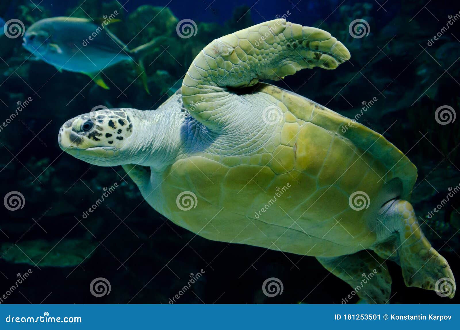 Large Turtle Swimming Underwater among Other Fish and Corals Stock ...