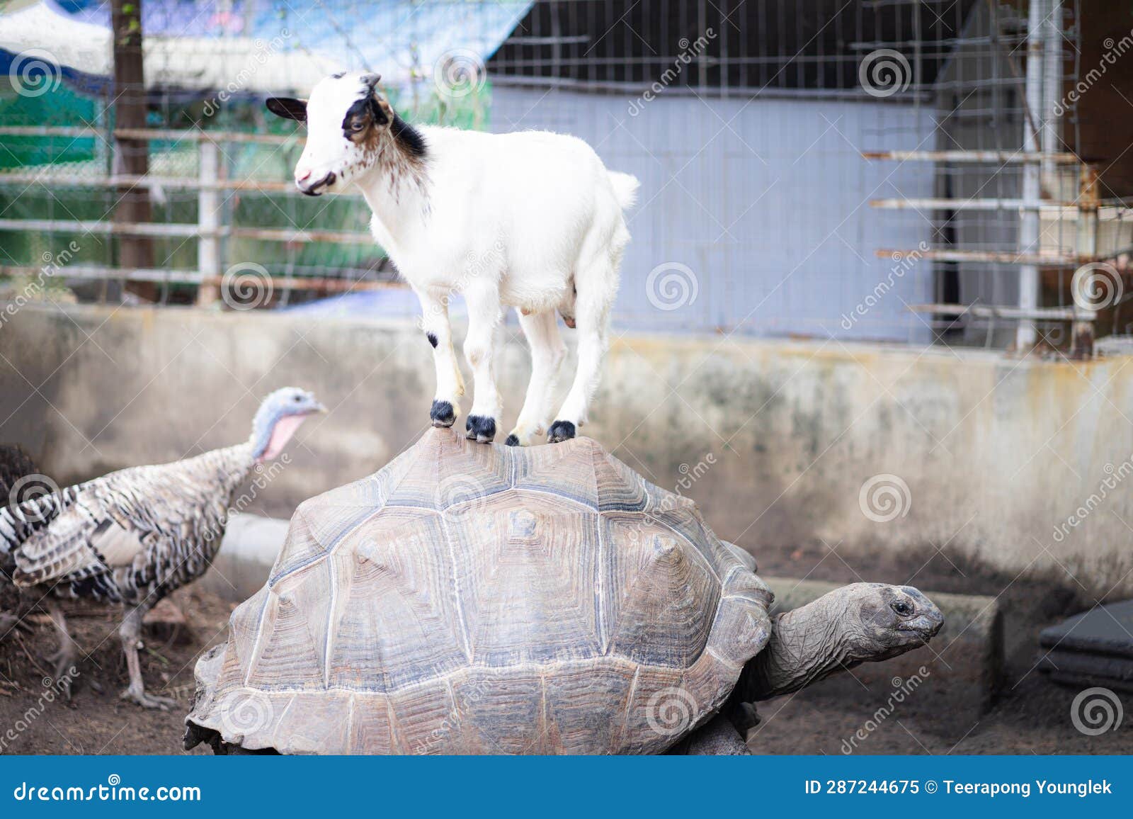 A Large Turtle with a White Goat Stood Above it Like a Model Master ...