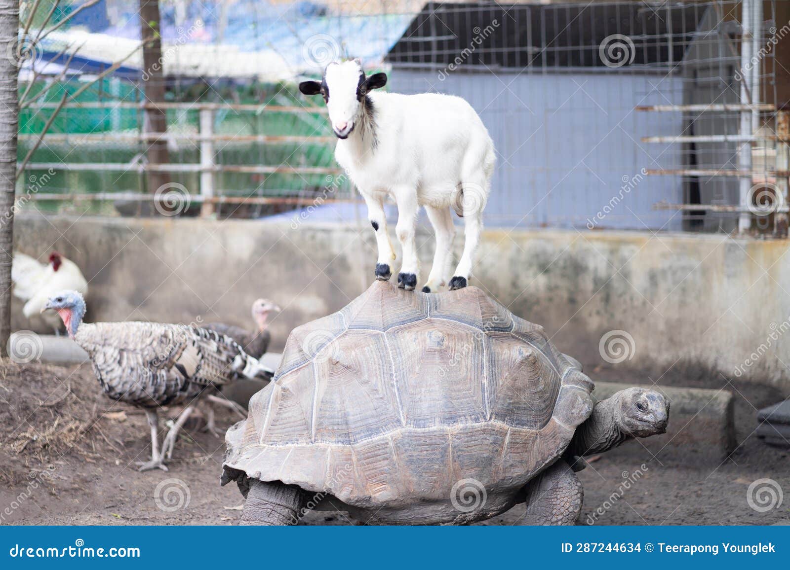 A Large Turtle with a White Goat Stood Above it Like a Model Master ...
