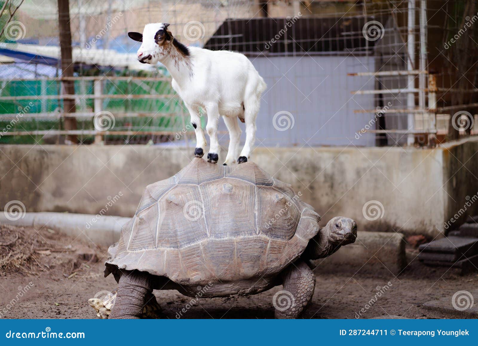 A Large Turtle with a White Goat Stood Above it Like a Model Master ...