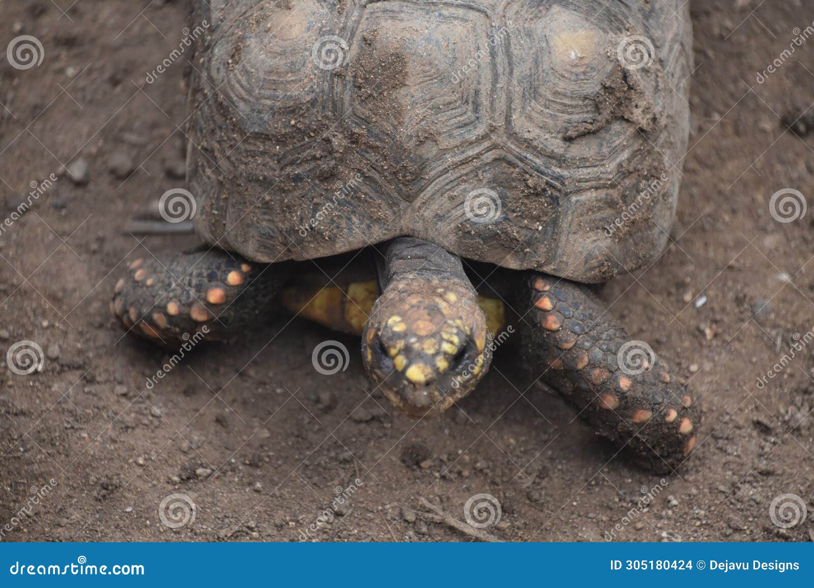 Large Turtle with Yellow on His Face Stock Photo - Image of wild ...