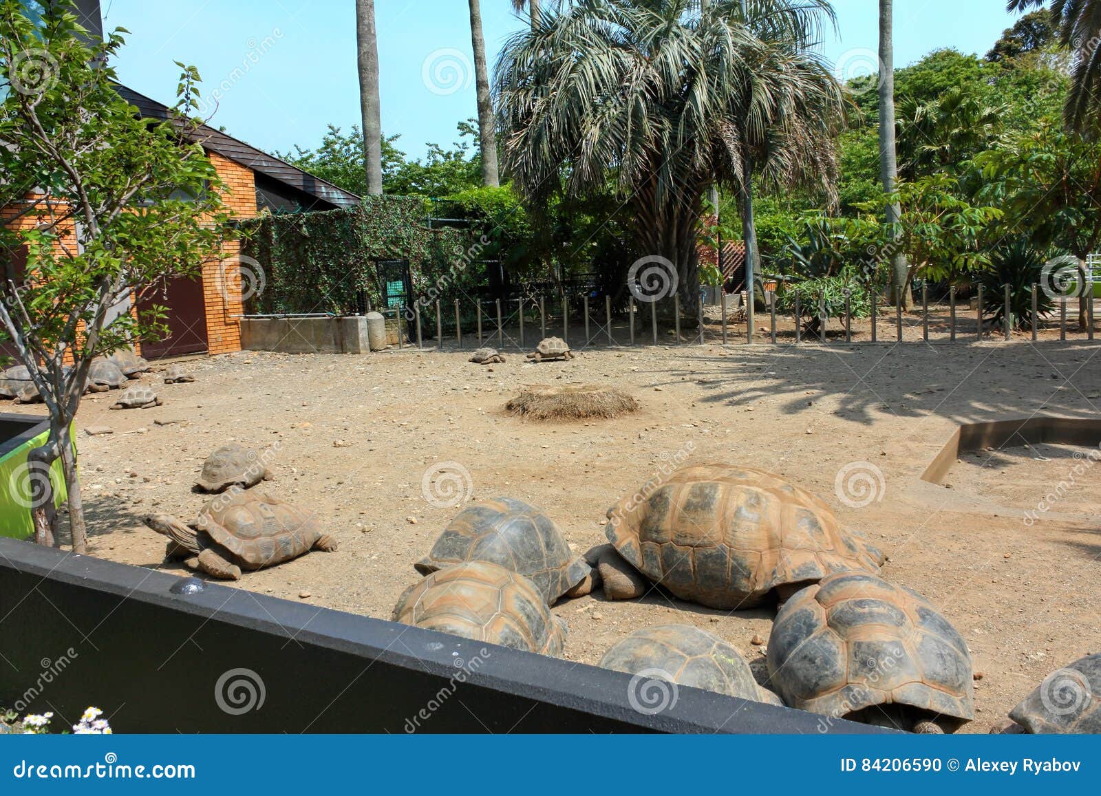 Large turtle at the zoo stock photo. Image of galapagos - 84206590