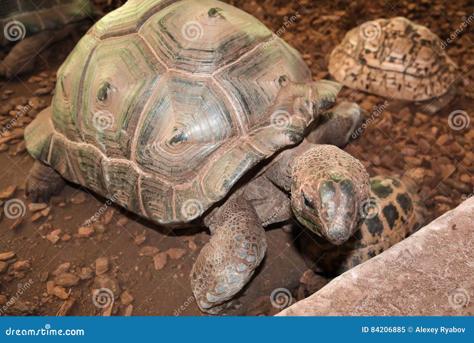 Large turtle at the zoo stock image. Image of giant, endangered - 84206885
