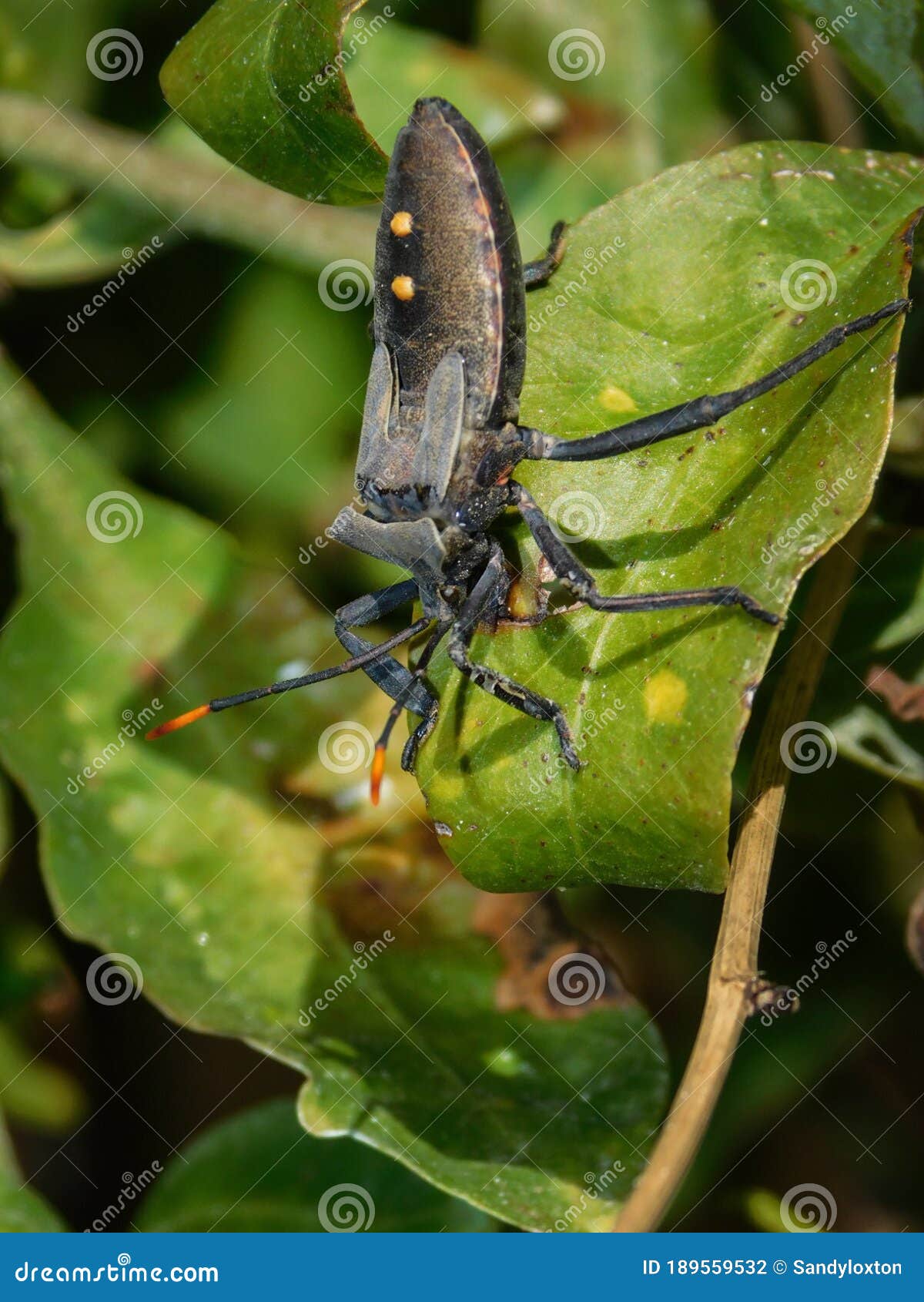 Twig Wilter Stock Photos - Free & Royalty-Free Stock Photos from Dreamstime