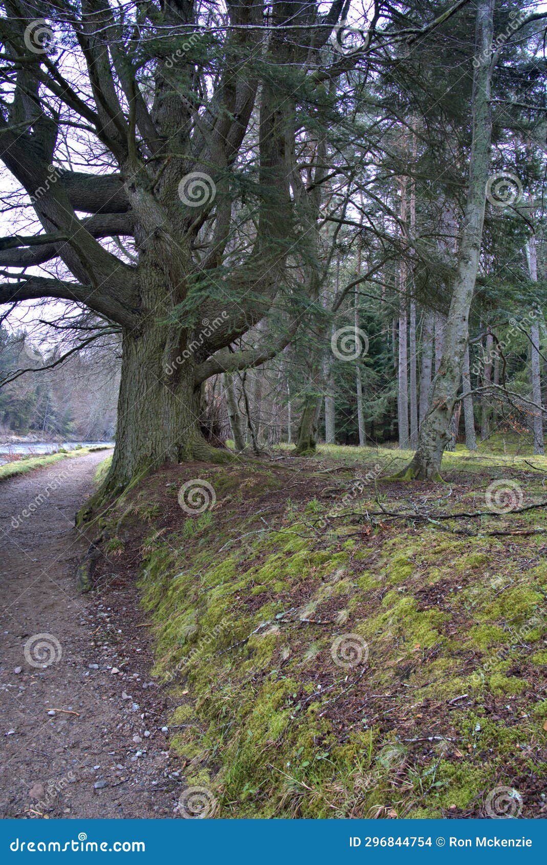 Large Twisted Tree Along Side Hiking Trail Stock Photo - Image of ...