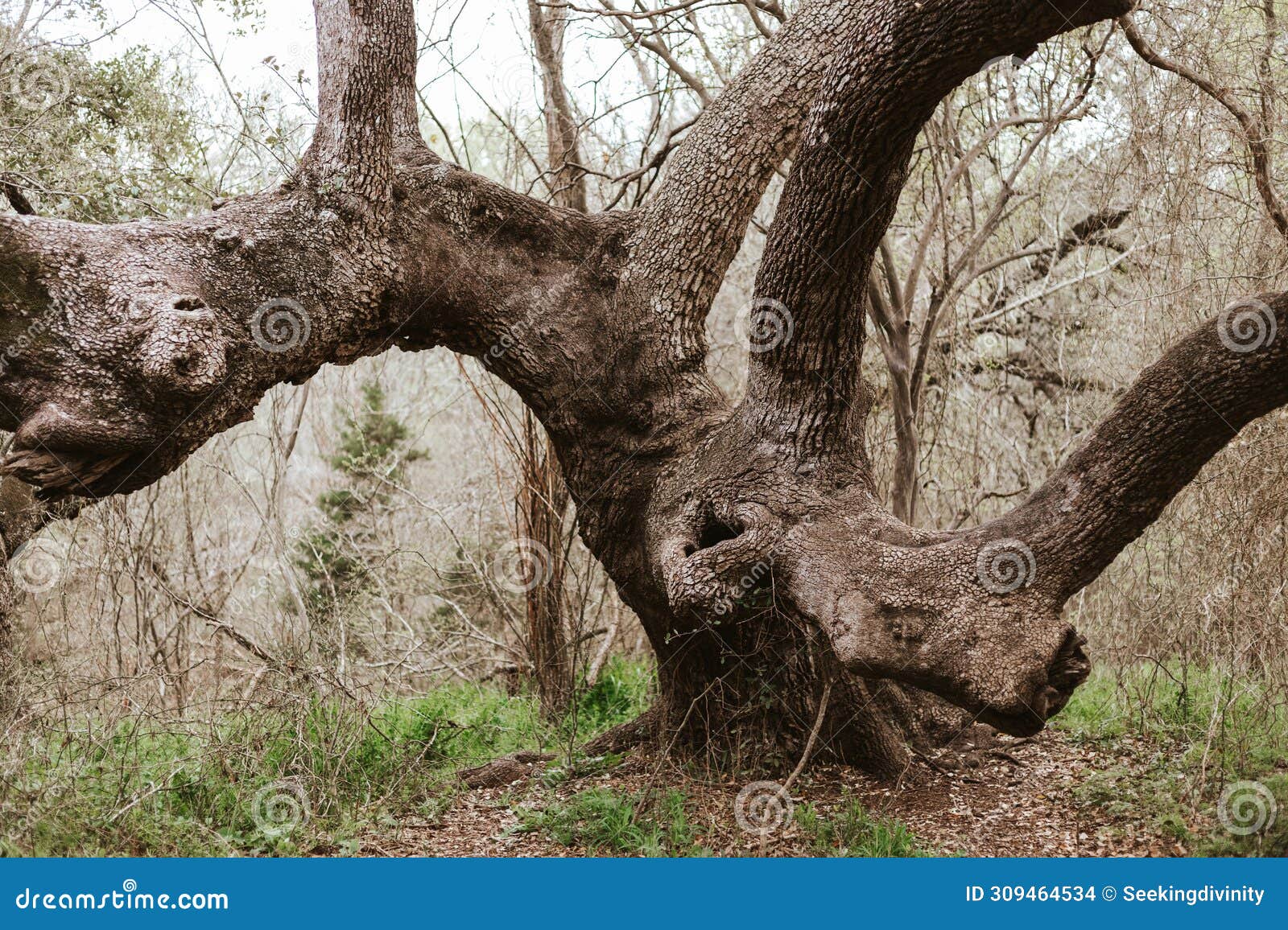 Large, Twisted Trunk and Branches of a Large Tree Stock Photo - Image ...
