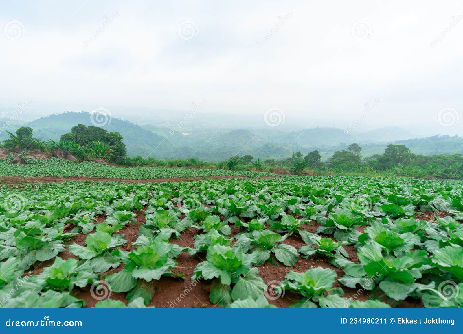 A Large, Unflowered, Green Cabbage Plot is about To Grow. on the ...