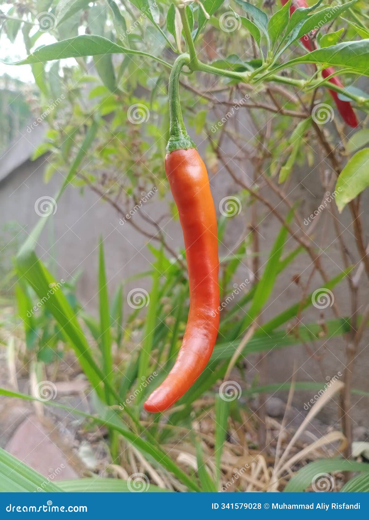 Large Unpicked Red Chili Fruit with Its Stem. Stock Photo - Image of ...