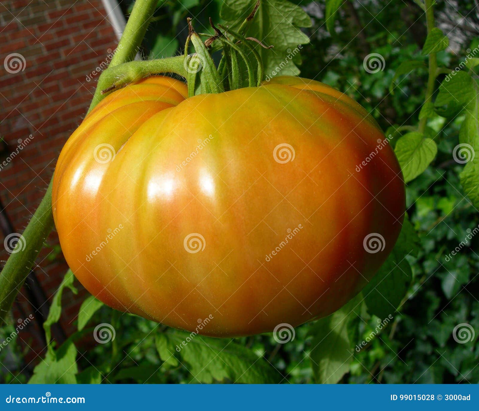 Orange tomato on vine stock photo. Image of plant, greenhouse - 99015028