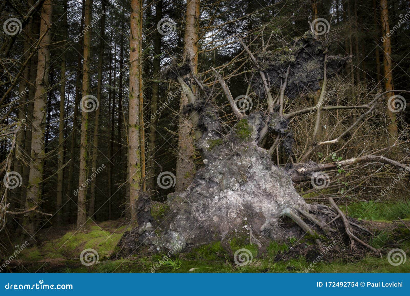 Large Uprooted Tree on Arran Stock Photo - Image of large, dirt: 172492754