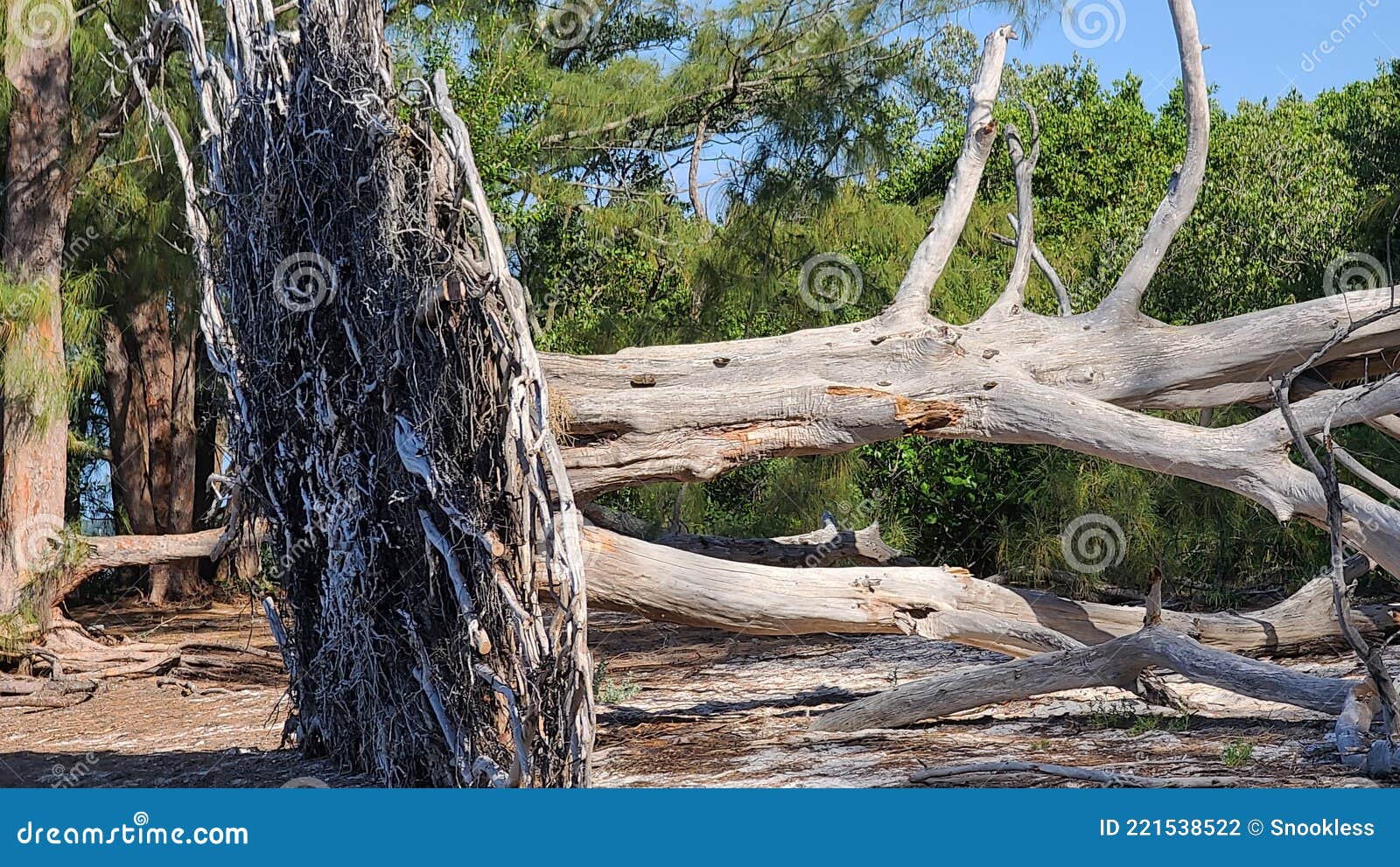 Uprooted tree on Beach stock photo. Image of network - 221538522