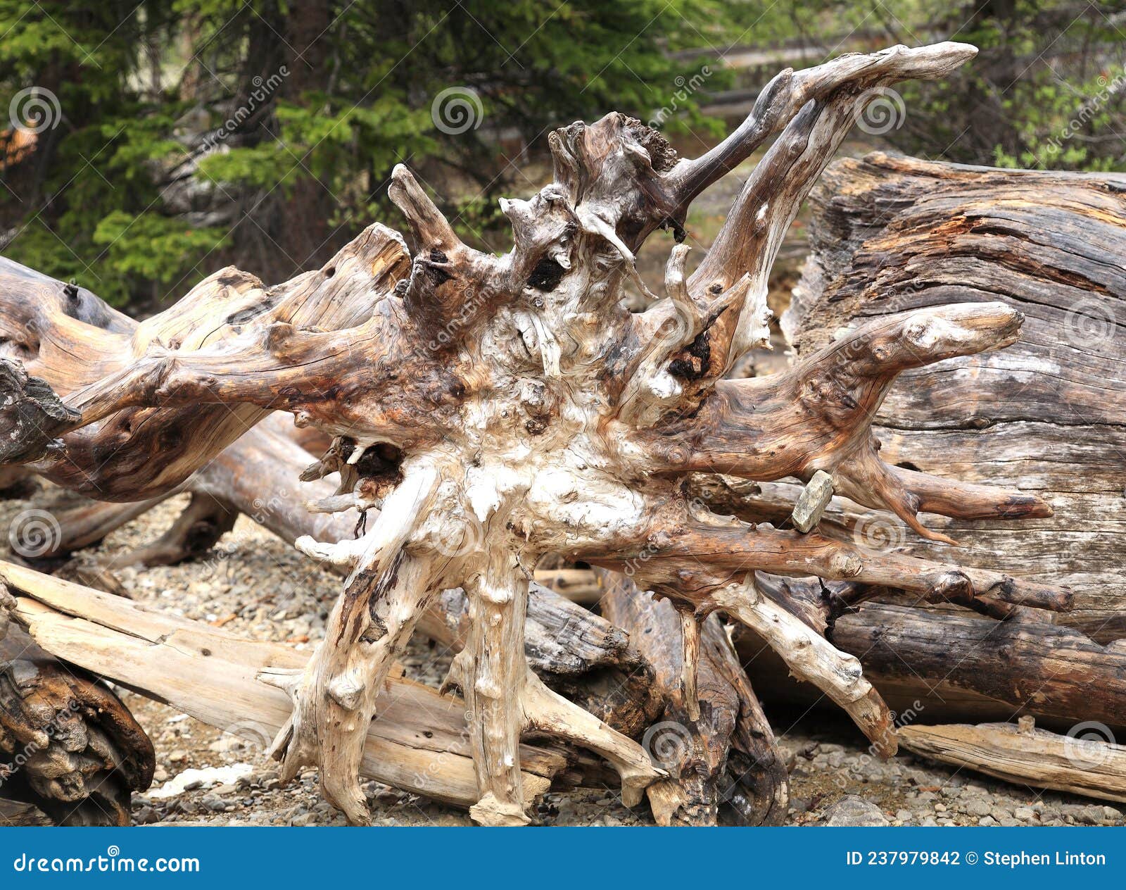 Uprooted Tree in Forest stock photo. Image of network - 237979842