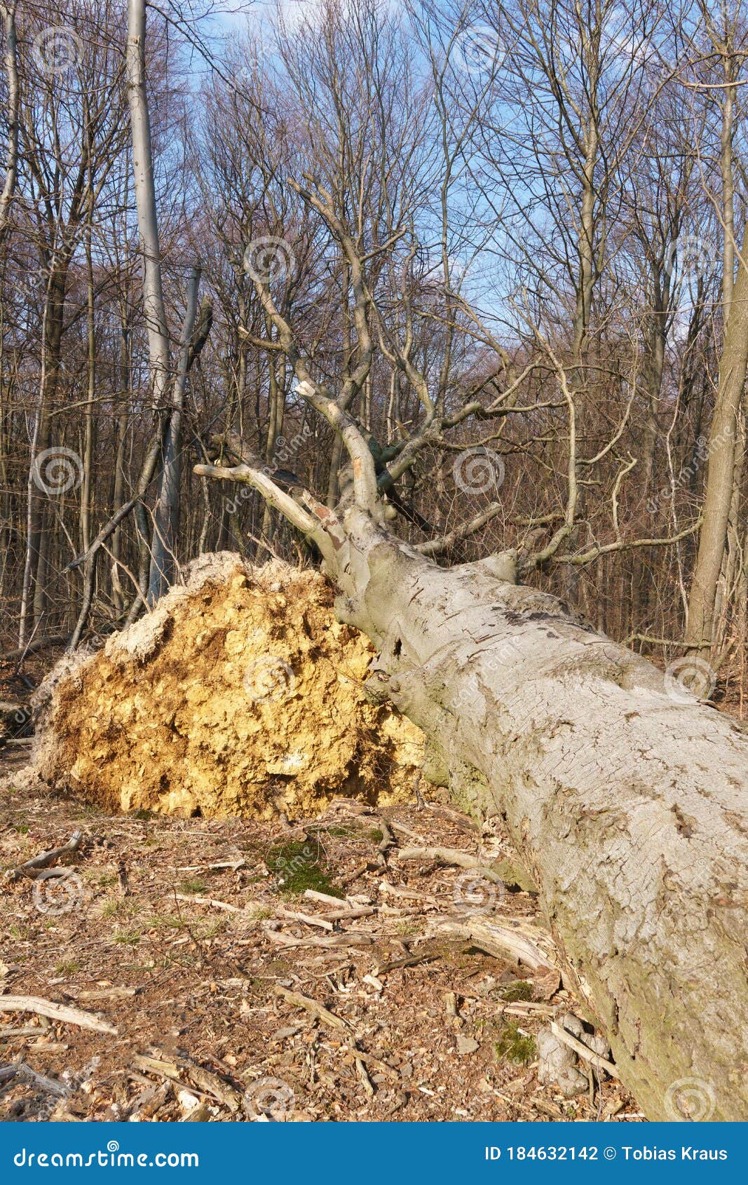 A Large Uprooted Tree in the Forest Stock Photo - Image of fallen ...