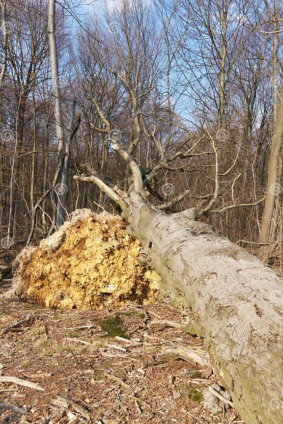 A Large Uprooted Tree in the Forest Stock Photo - Image of fallen ...
