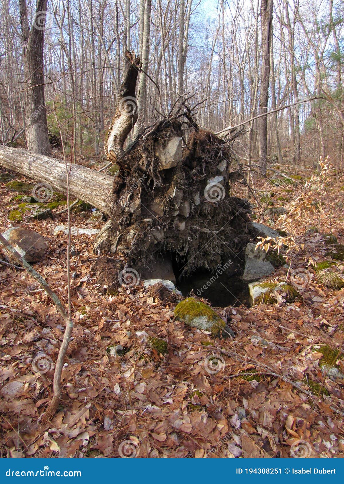 Large Uprooted Tree that Has Fallen in the Forest Stock Image - Image ...