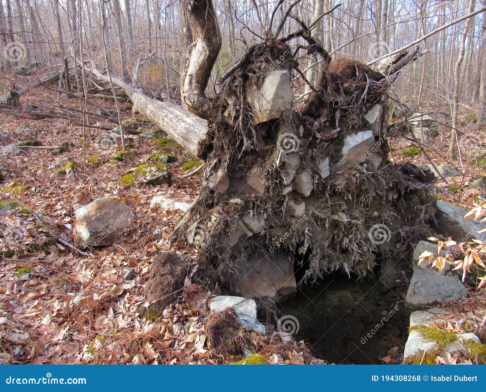 Large Uprooted Tree that Has Fallen in the Forest Stock Photo - Image ...