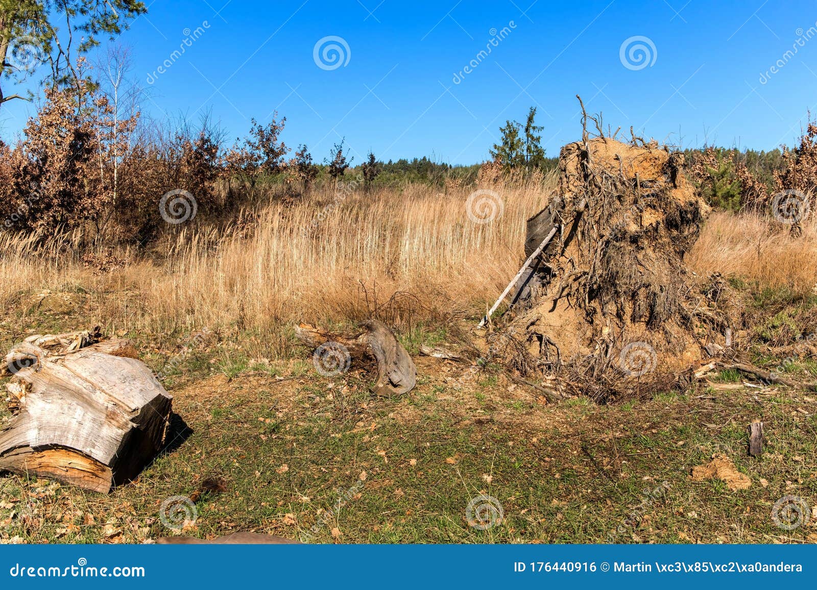 Large Uprooted Tree Stump. a Tree Uprooted by a Gale. Work in Forest ...