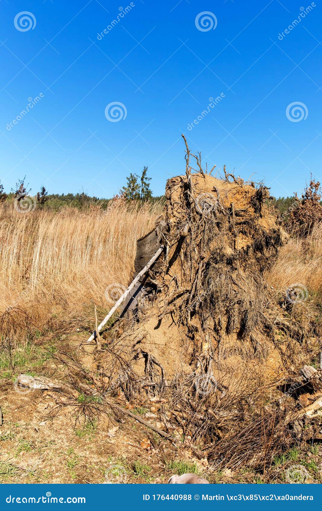 Large Uprooted Tree Stump. a Tree Uprooted by a Gale. Work in Forest ...