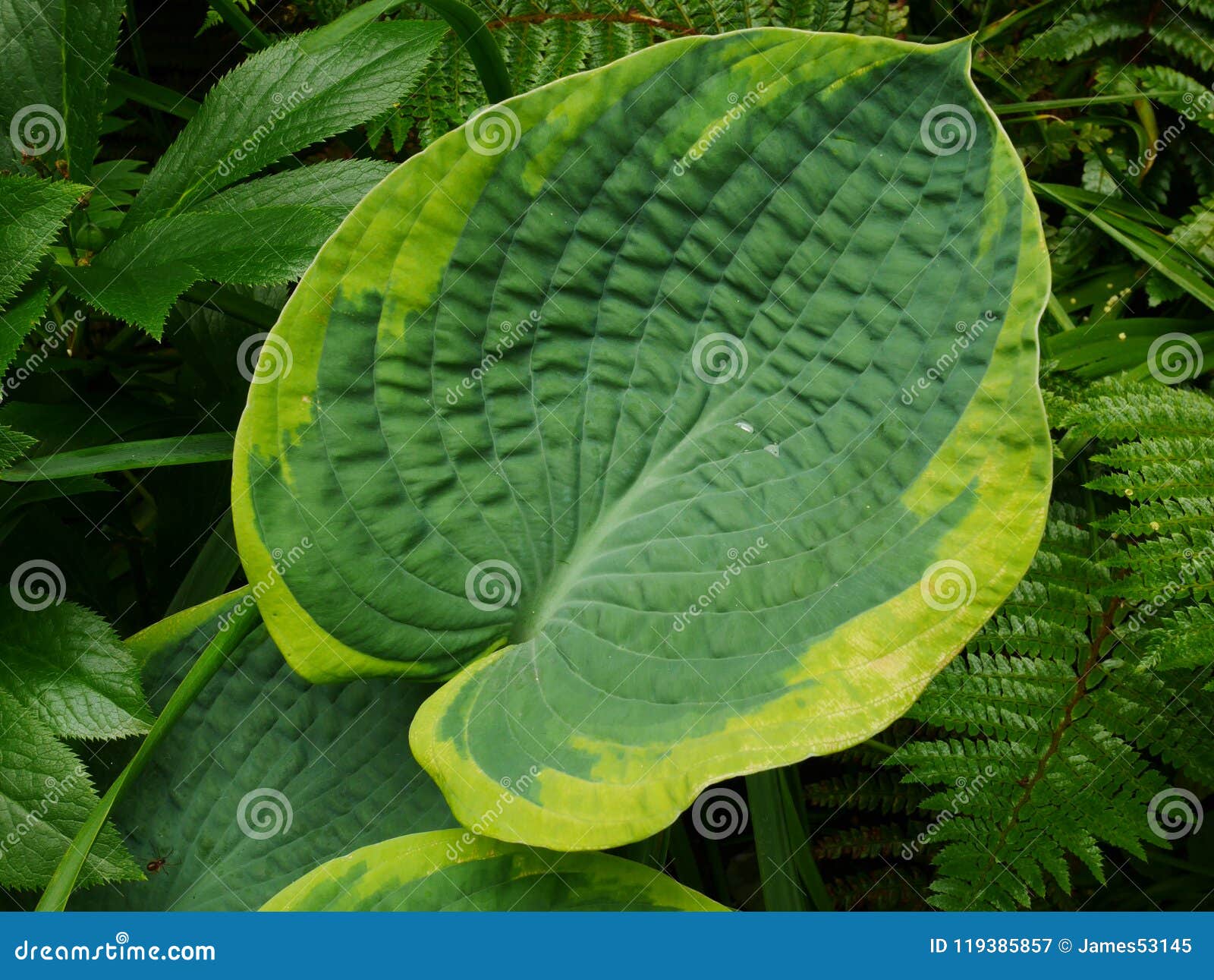 Large Variegated Hosta Leaf Stock Image - Image of variegated, large ...