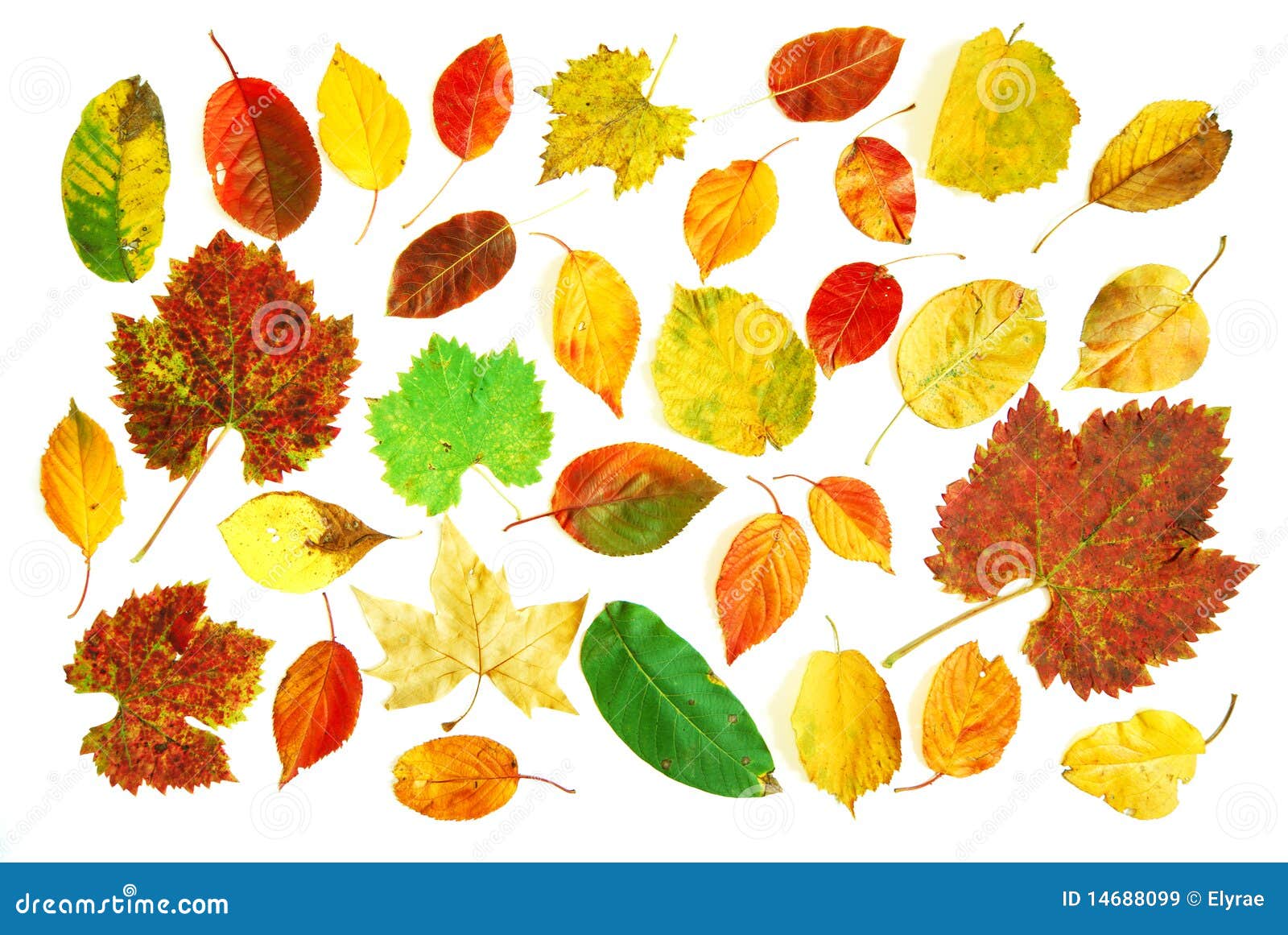 Large variety of leaves stock image. Image of simple - 14688099
