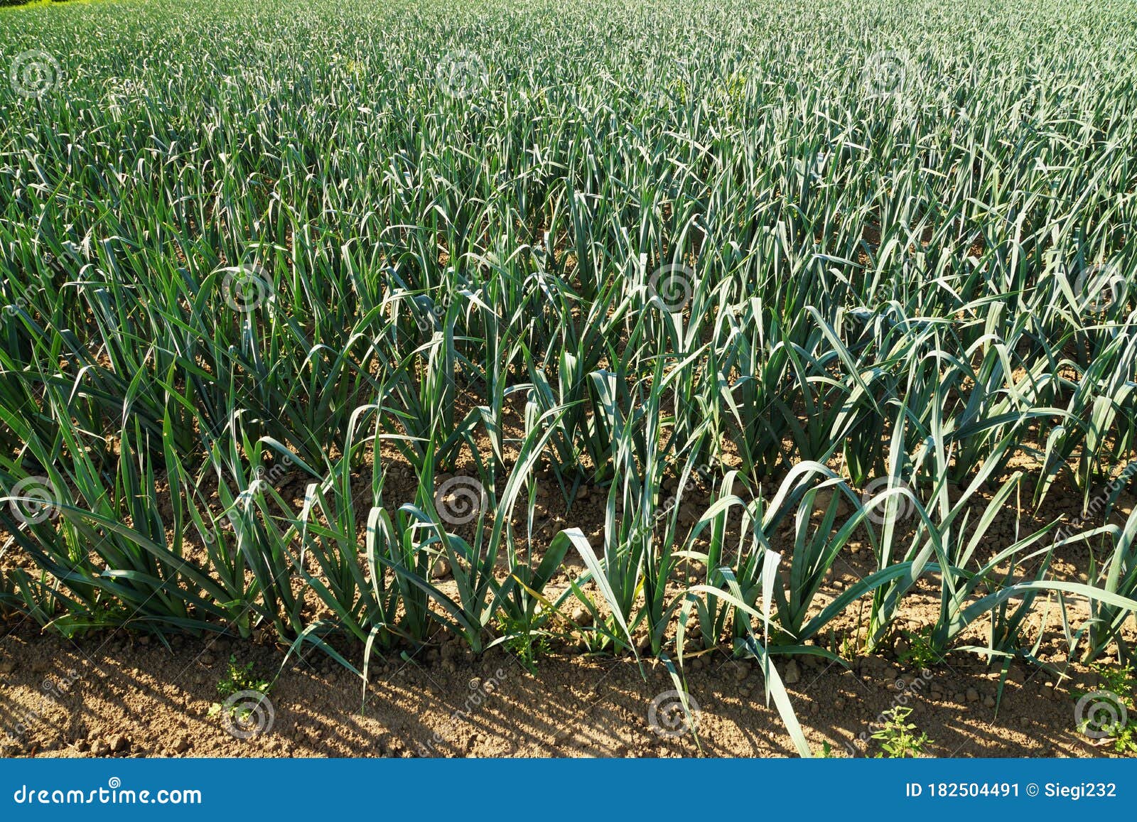 Large Vegetable Field with Leeks Stock Image - Image of leaf, farming ...