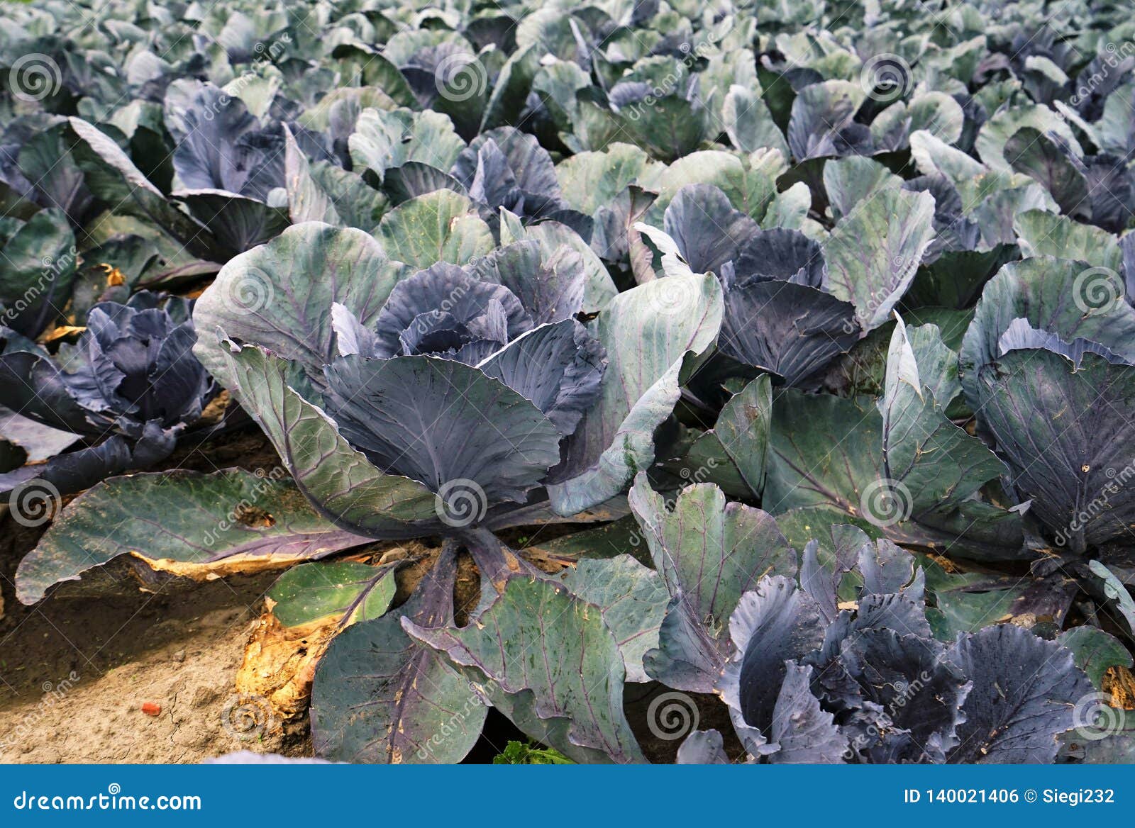 Large Vegetable Field with Red Cabbage Stock Photo - Image of fungicide ...