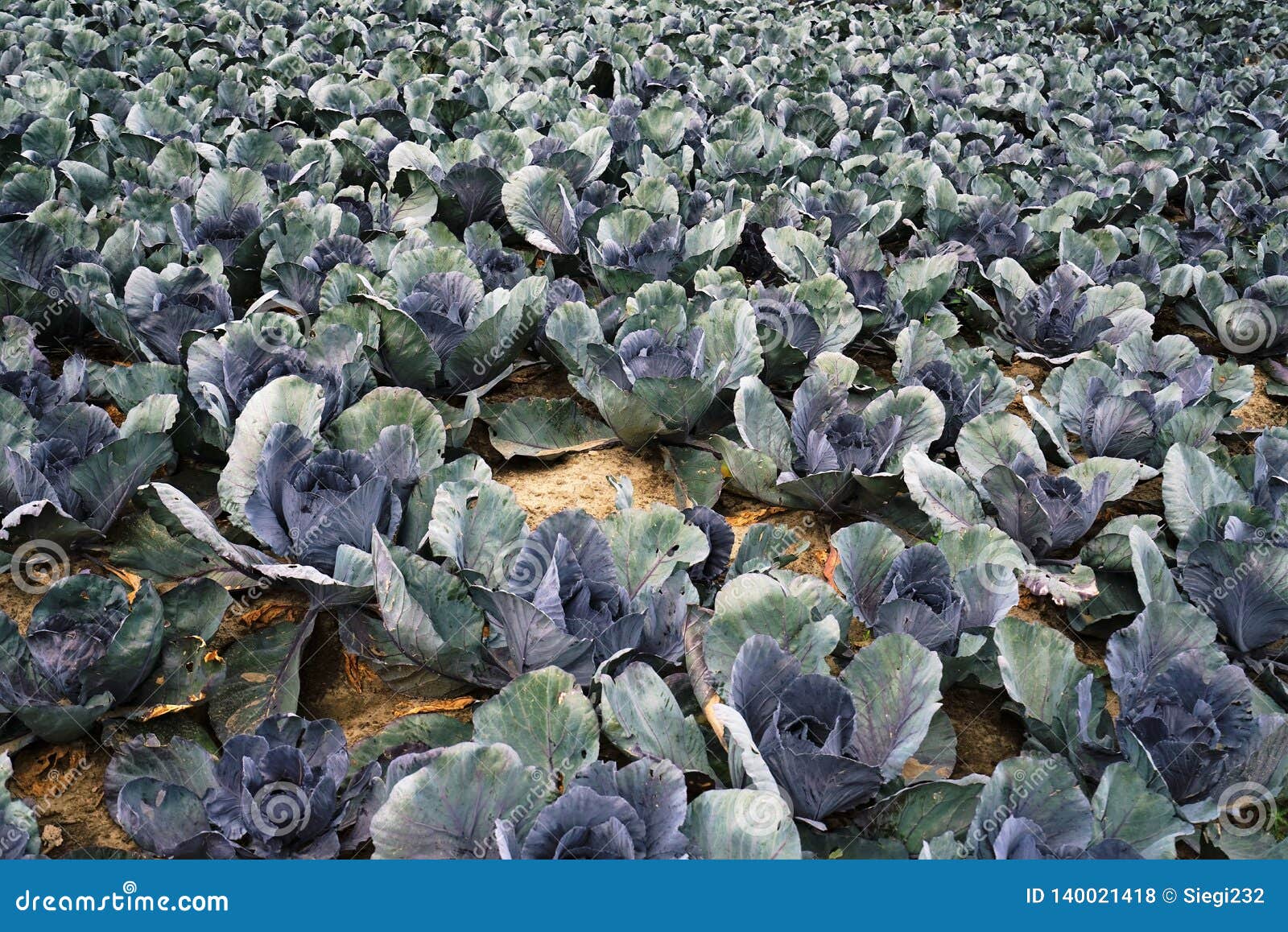 Large Vegetable Field with Red Cabbage Stock Photo - Image of holstein ...