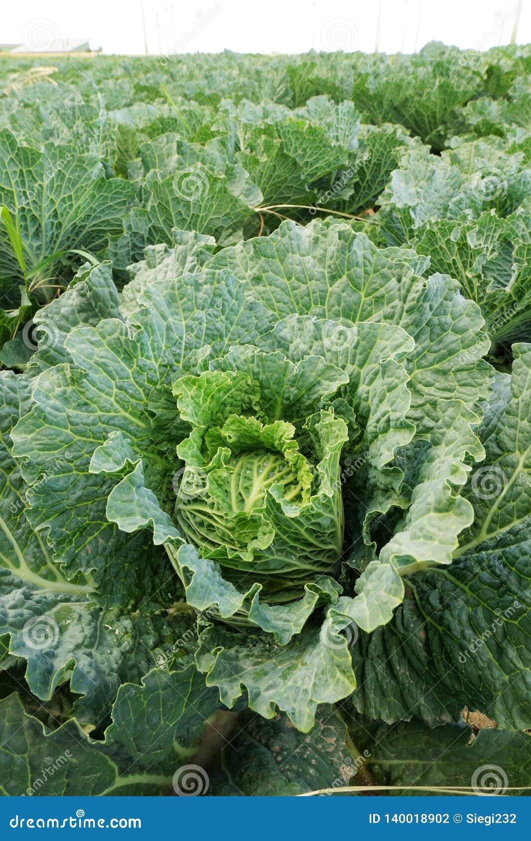 Large Vegetable Field with Savoy Cabbage in Summer Stock Photo - Image ...