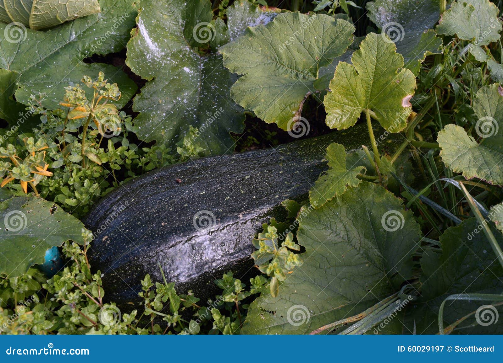 Large Vegetable Marrow Growing Stock Image - Image of farm, nature ...