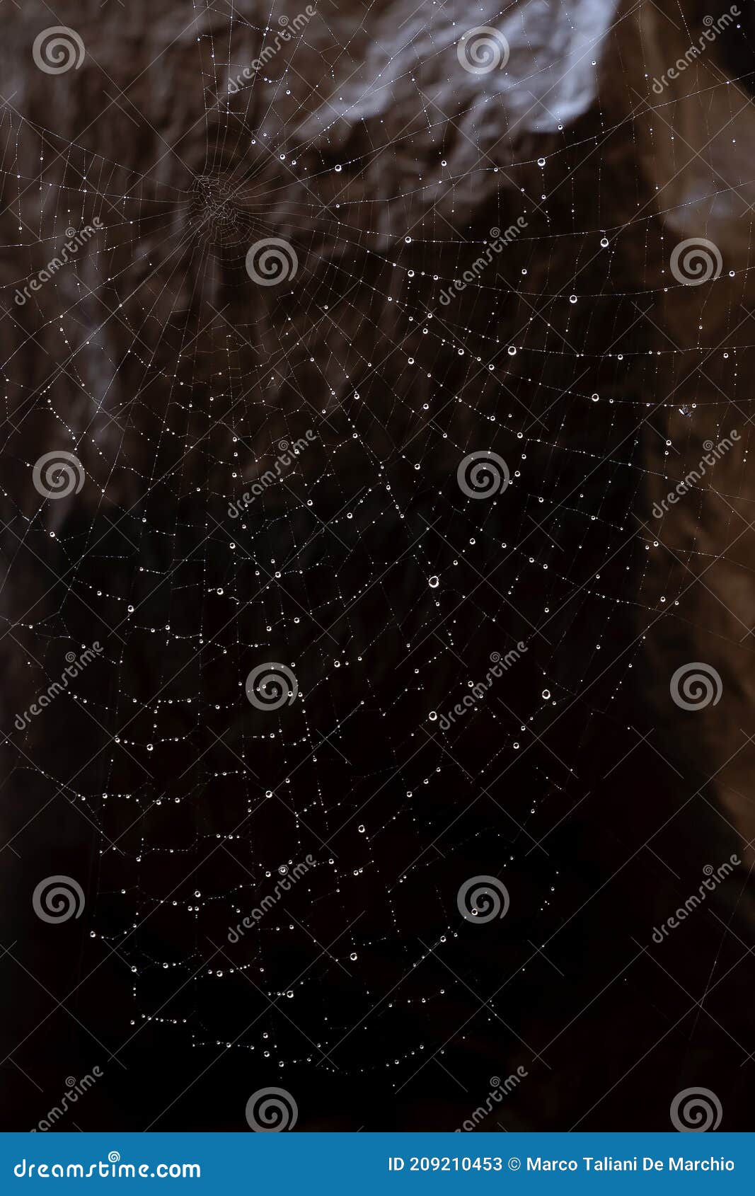 A Large Vertical Spider Web is Completely Wet with Raindrops Against a ...
