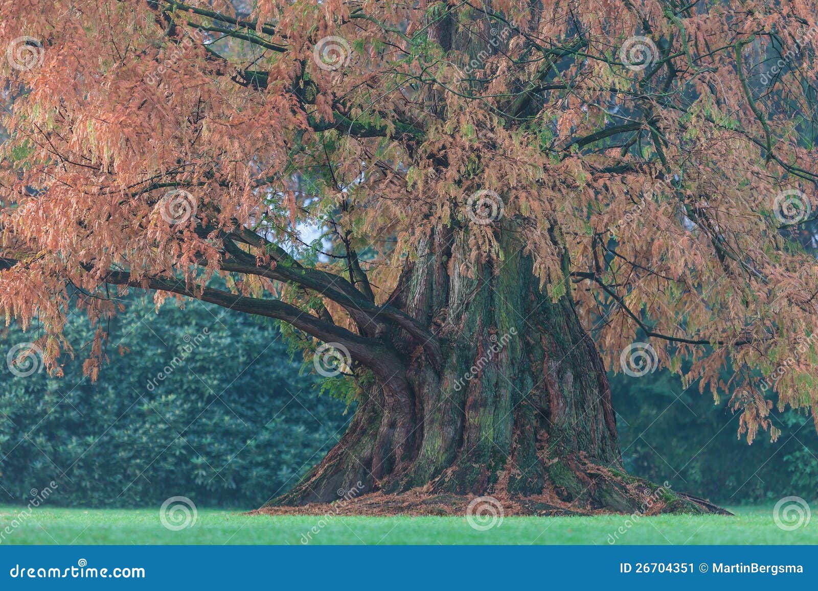Large Very Old Tree with Red Leaves during Fall Stock Image - Image of ...