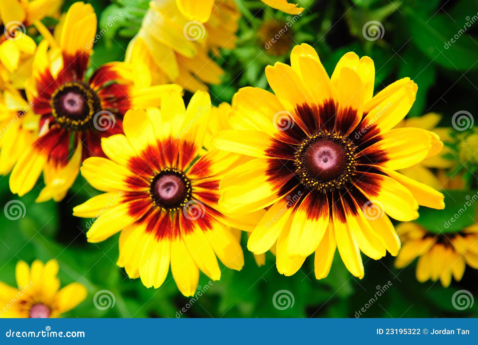 Large Vibrant Yellow Flowers Stock Photo - Image of garden, centre ...