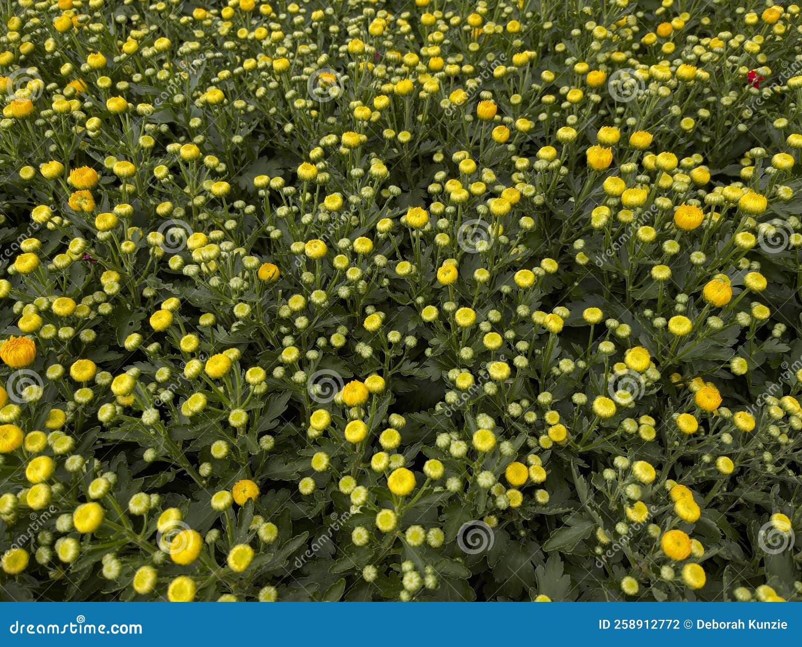 Large View of Yellow Blooming Mums Stock Photo - Image of display ...