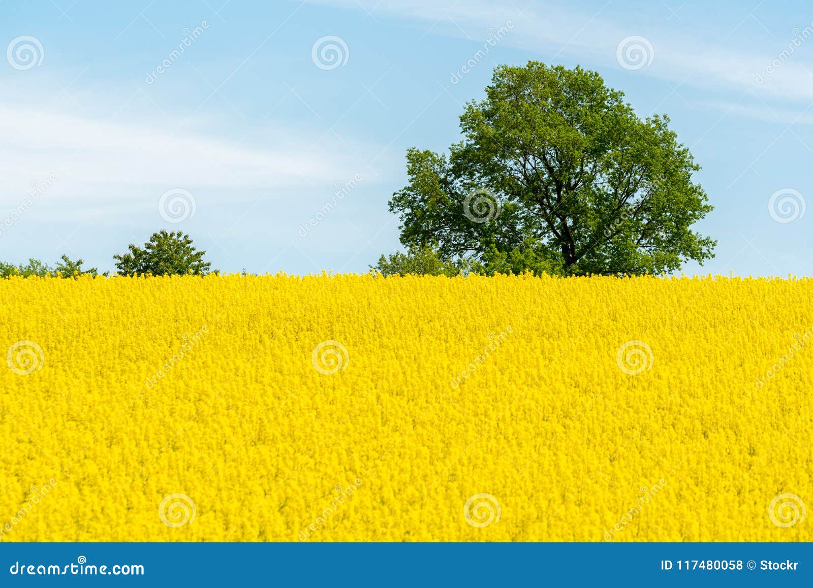 Yellow colza field stock photo. Image of blossom, colza - 117480058