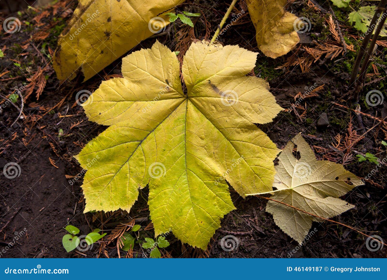 Large vine maple leaf. stock image. Image of fall, acer - 46149187