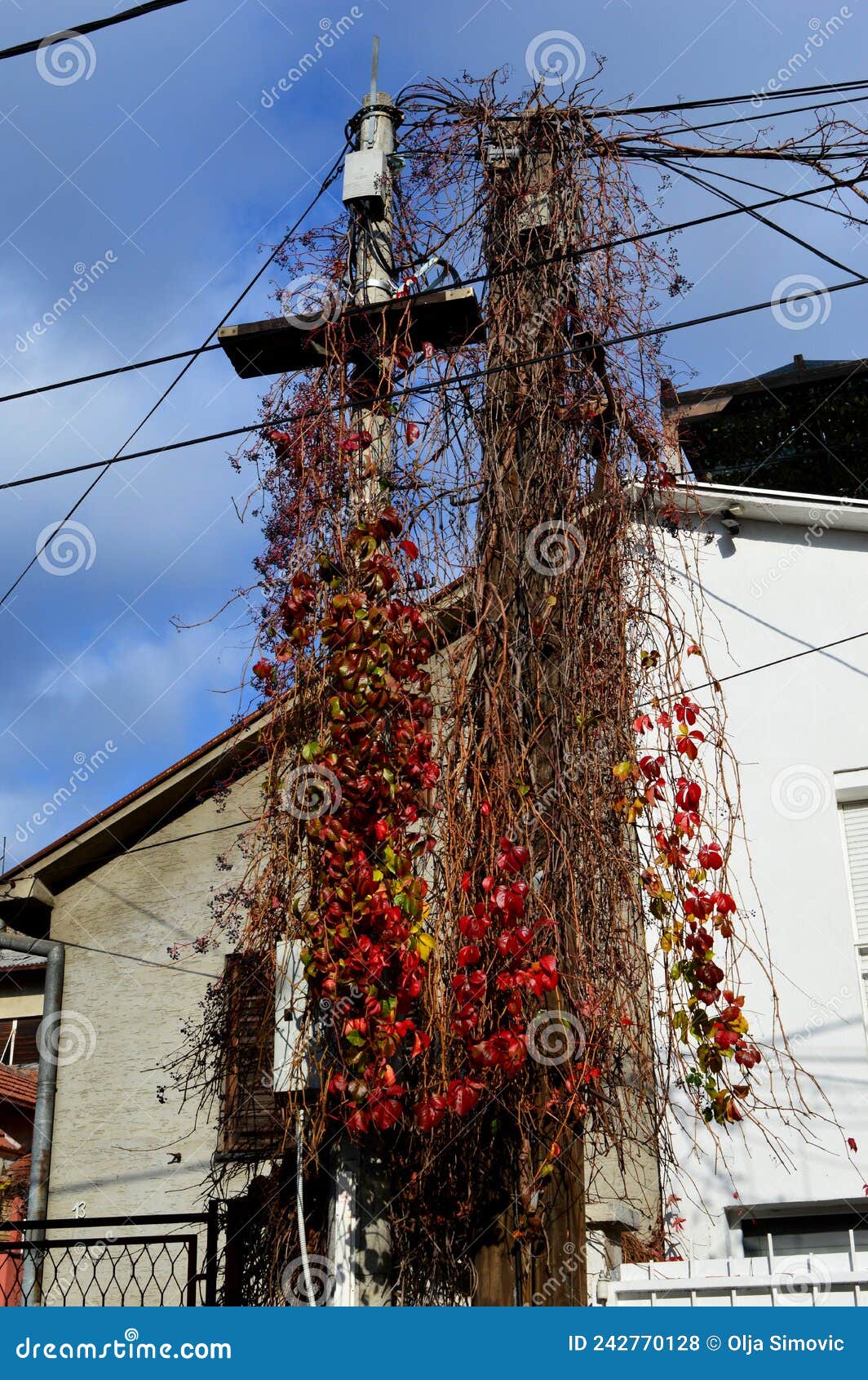 Large Vine with Red Leaves on a Pillar Stock Photo - Image of leaf ...