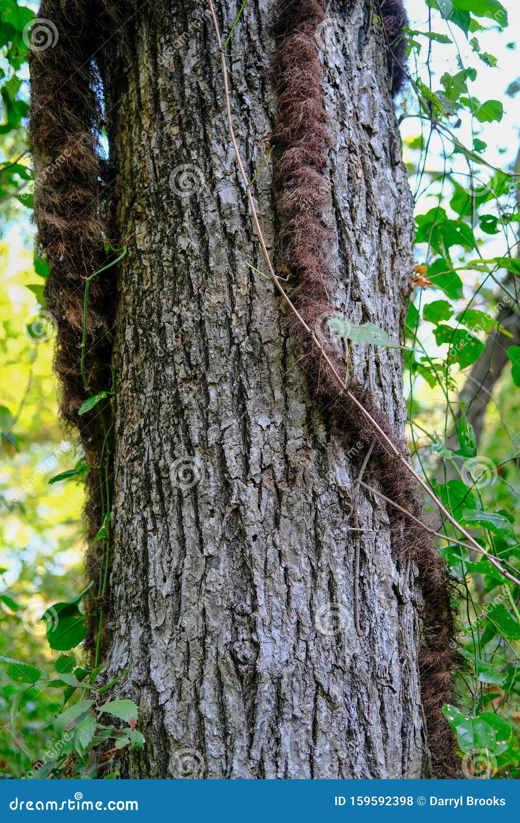 Large Vines Wrapped Around Tree. Stock Image | CartoonDealer.com #60620359